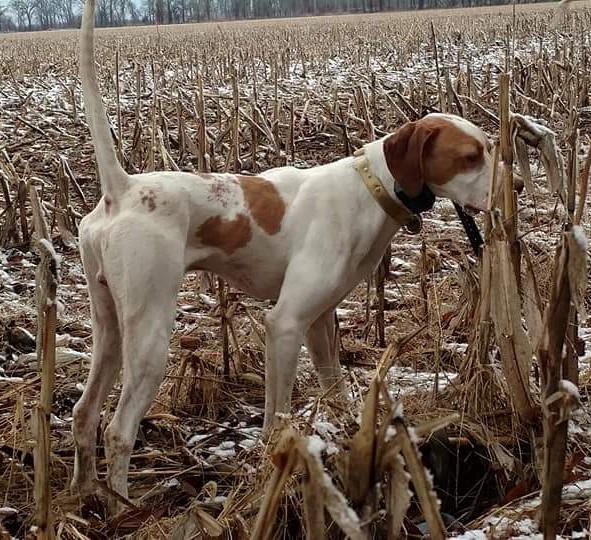 CROSS TIMBER ELHEW EXPLORER