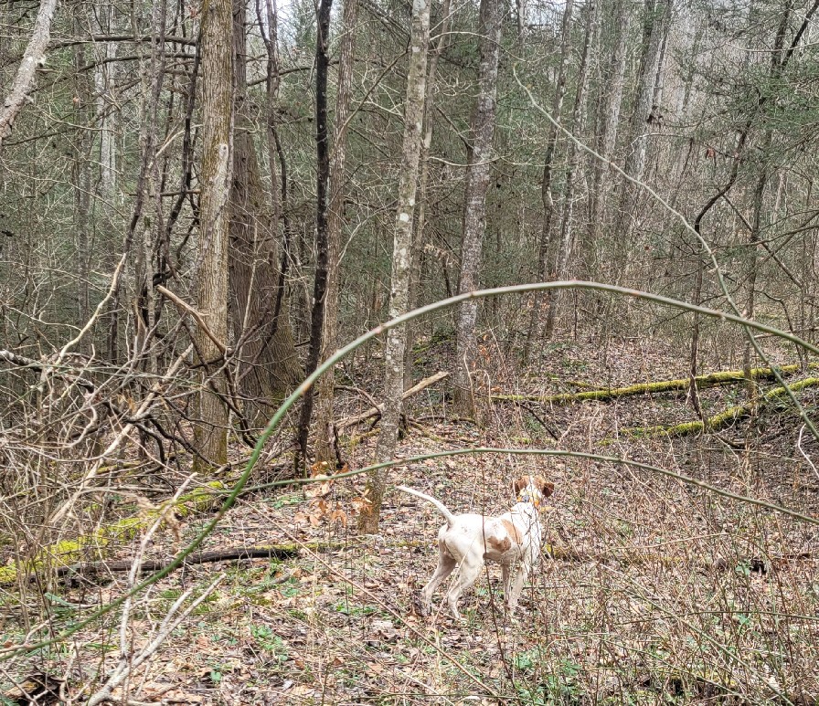 CROSS TIMBER ELHEW EXPLORER